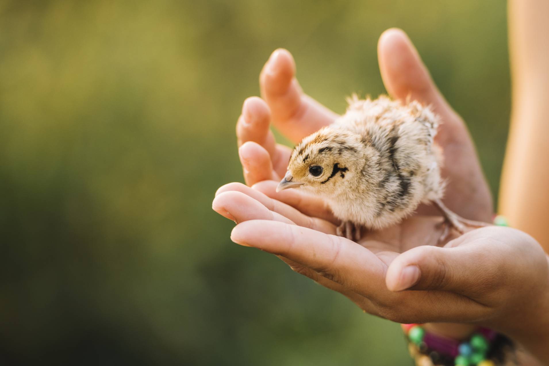 Cedar Animal Hospital Mission | Vet In Cedar Springs, MI