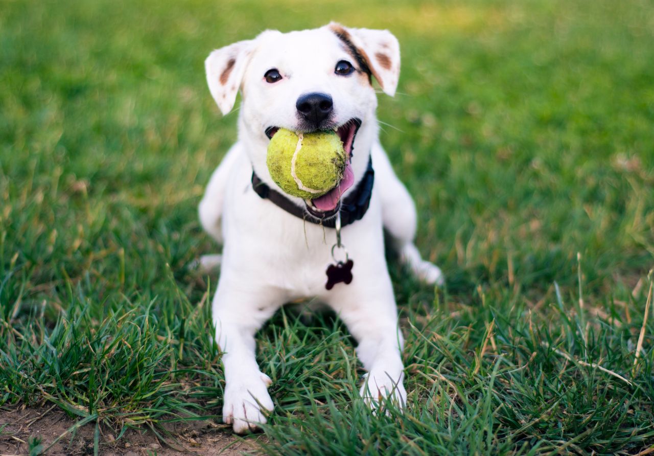 Career Success | Cedar Animal Hospital