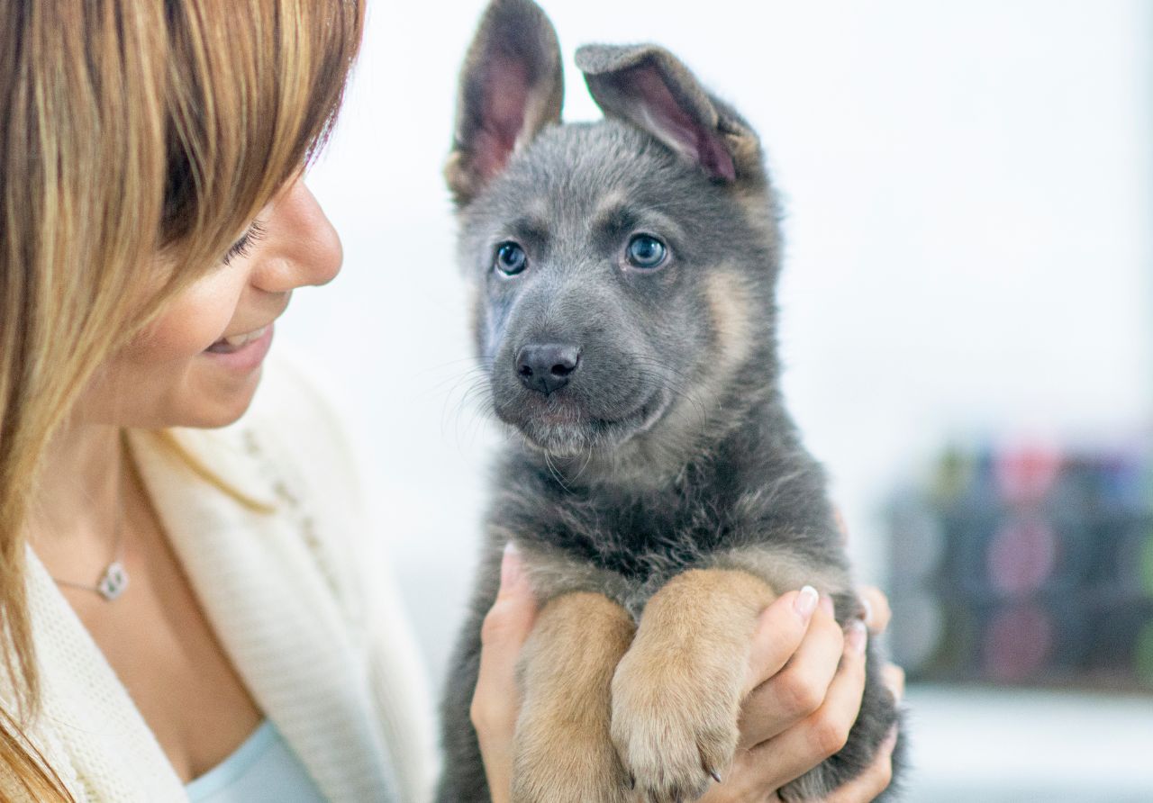 Message Success | Cedar Animal Hospital