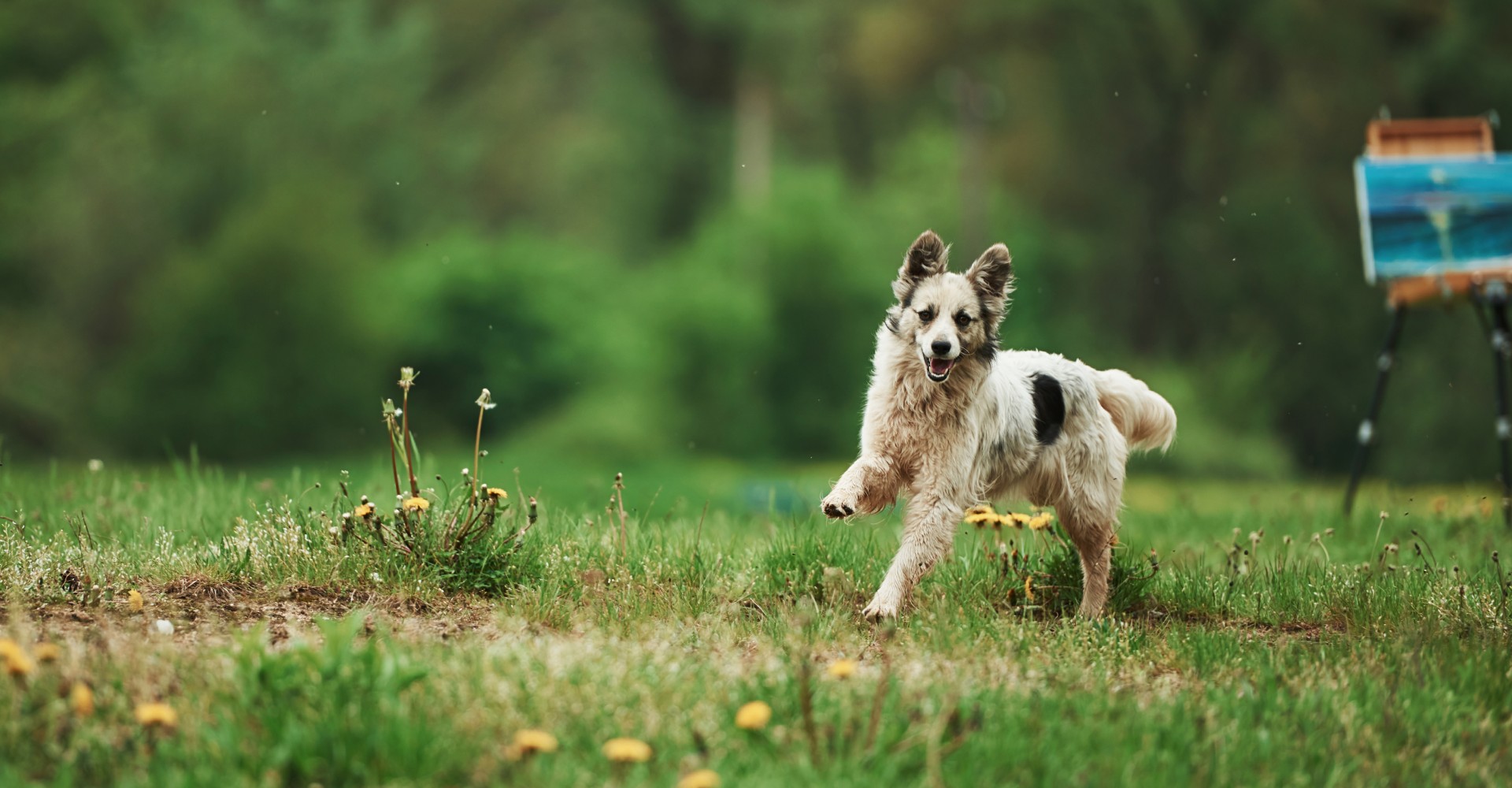 Pet Inn & Spa In Cedar Springs, MI | Cedar Animal Hospital