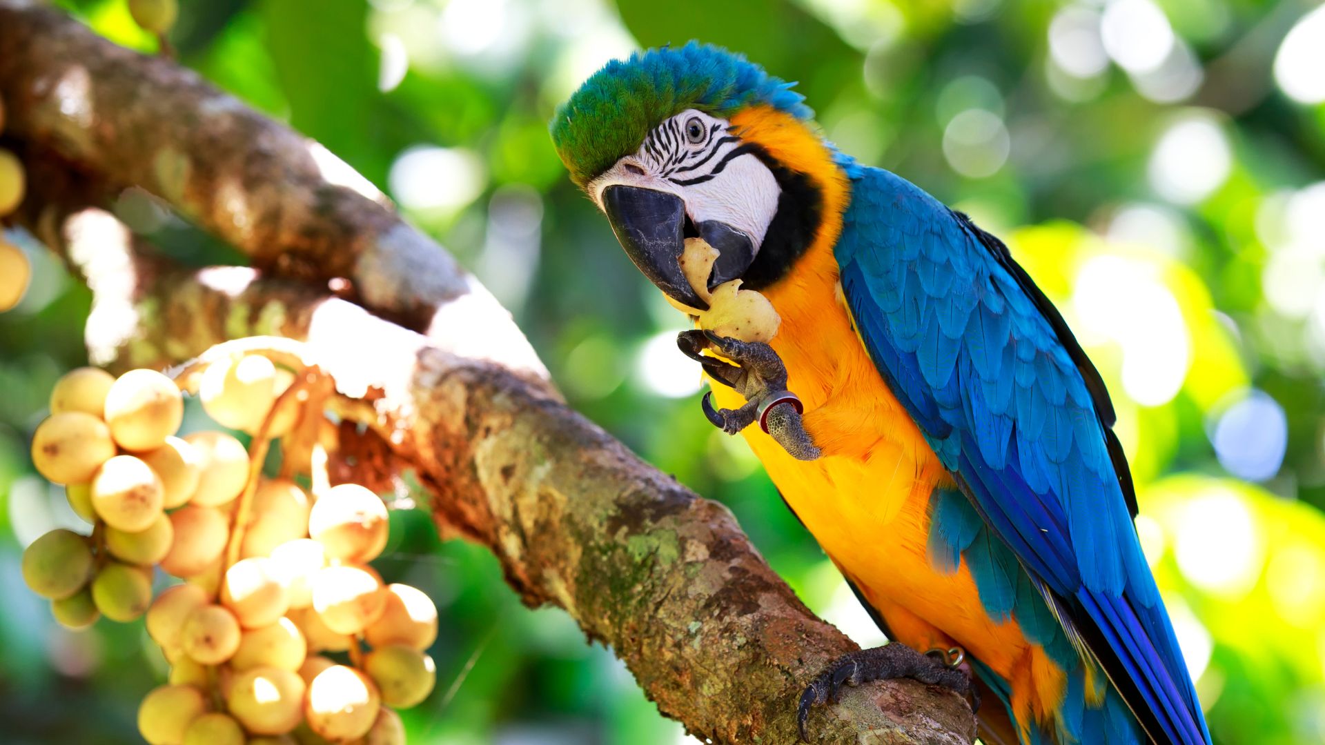 Exotic Pet Care In Cedar Springs MI | Cedar Animal Hospital